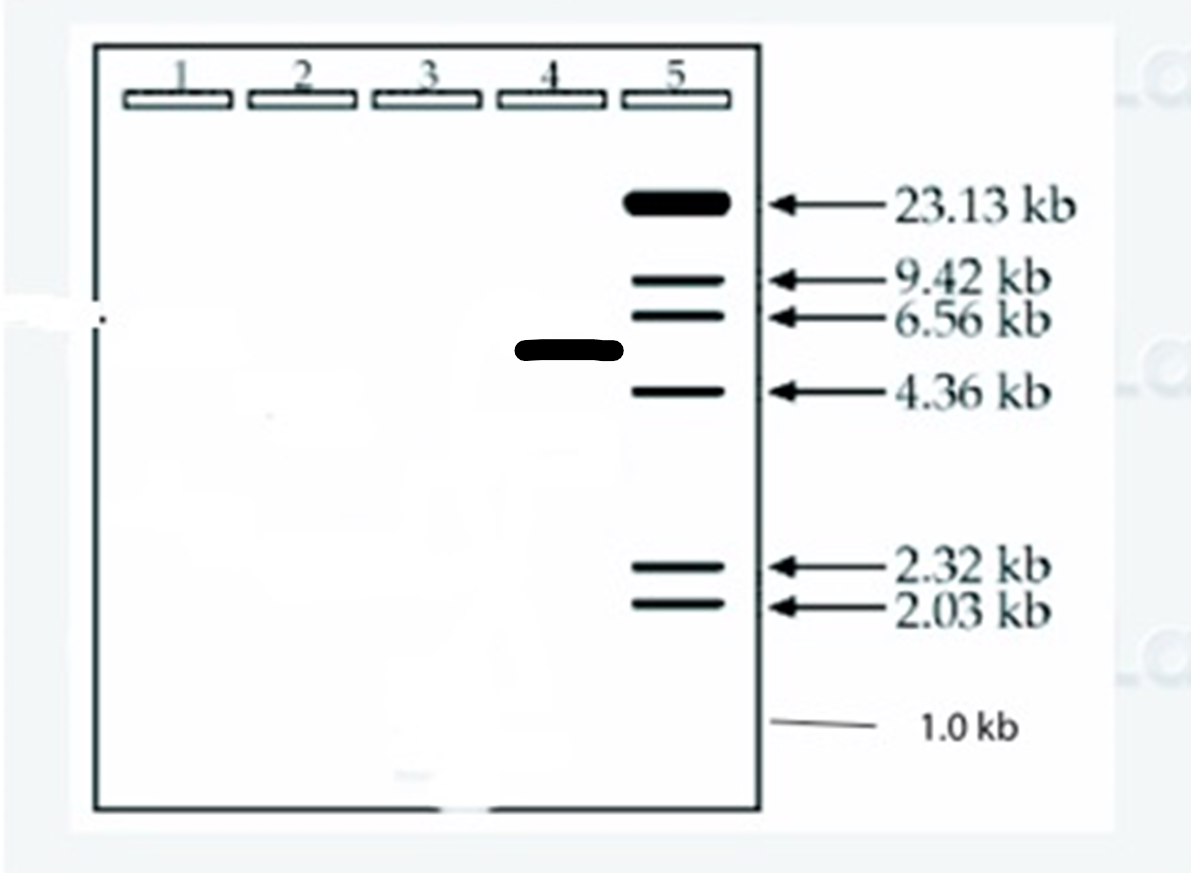 Solved Describe the restriction digests you would use to | Chegg.com