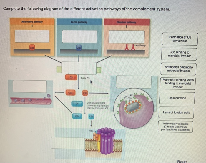 Solved Complete the following diagram of the different | Chegg.com