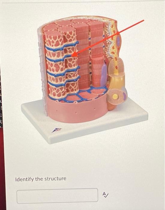 Solved Identify the structure A/ si identify the structure | Chegg.com