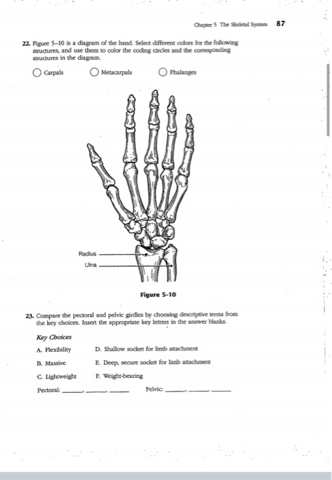 Chapter 5 The Skeletal System Answer Key AnoopAnashra