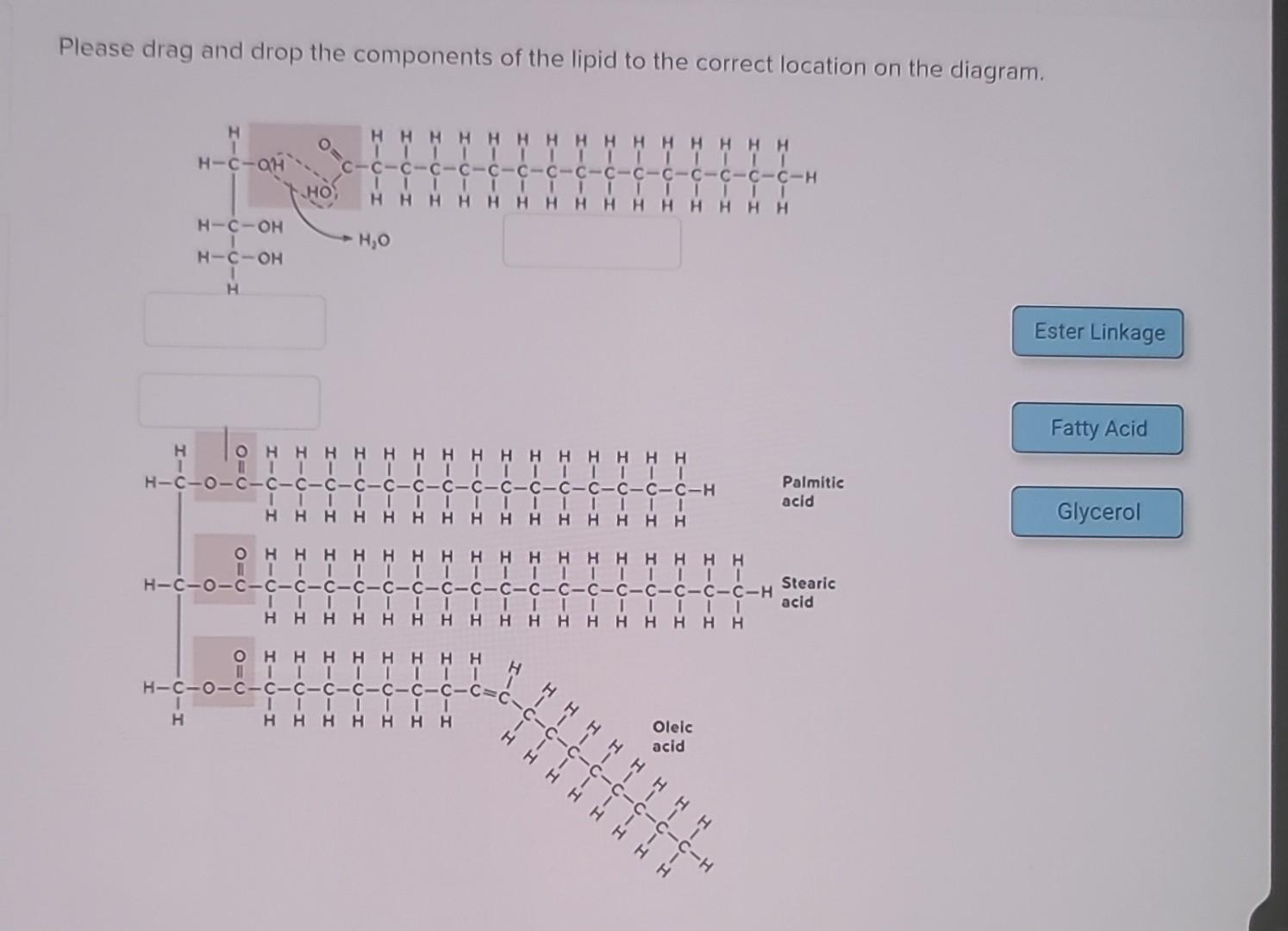 Solved Please drag and drop the components of the lipid to | Chegg.com