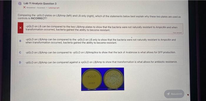 Comparing the -pGLO plates on LBiAmp (left) and LB | Chegg.com