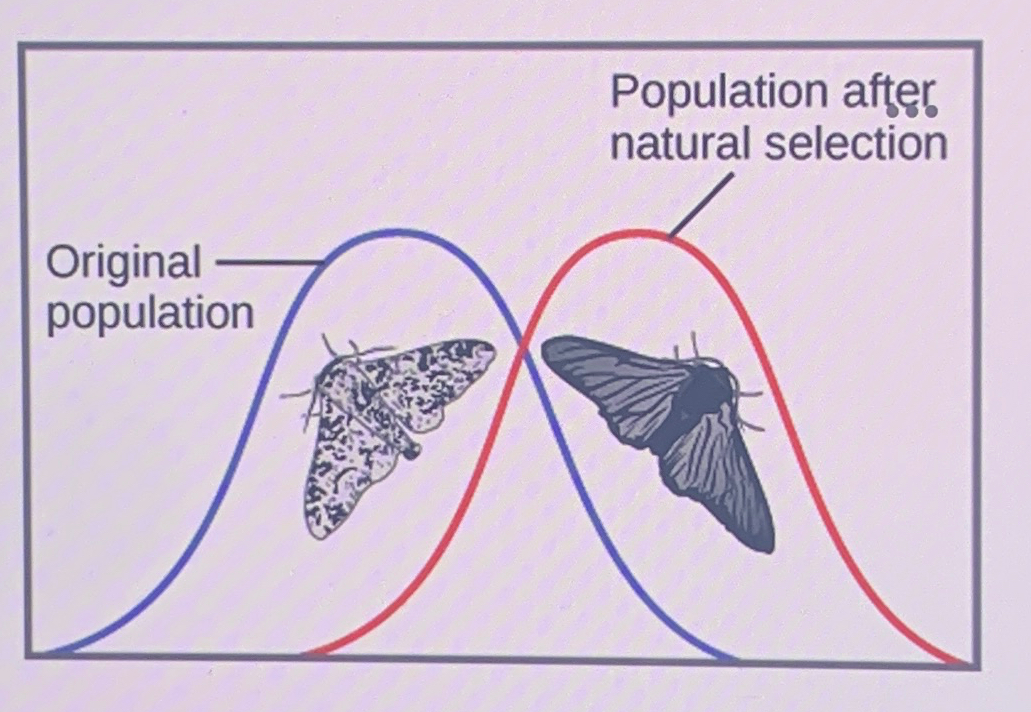 Solved Identify the selection type being shown in the graph | Chegg.com