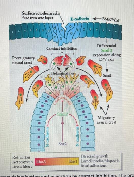 Solved Figure 2: Model of collective migration of neural | Chegg.com