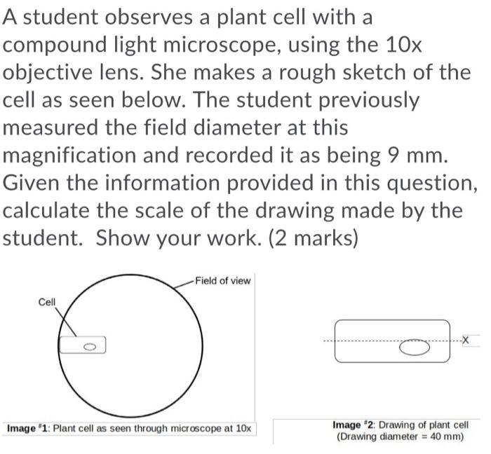 Solved A student observes a plant cell with a compound light | Chegg.com