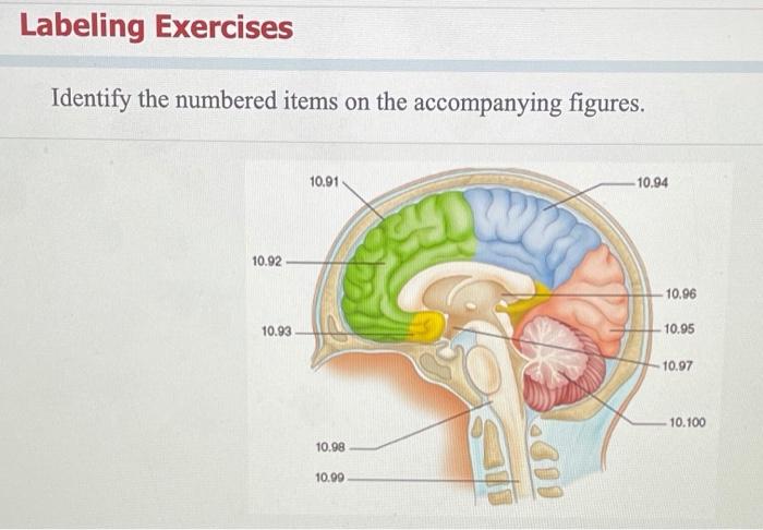 Solved Labeling Exercises Identify the numbered items on the | Chegg.com