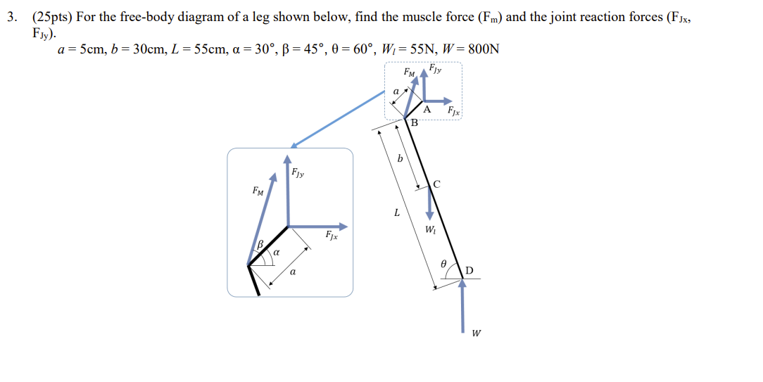 Solved (25pts) ﻿For the free-body diagram of a leg shown | Chegg.com