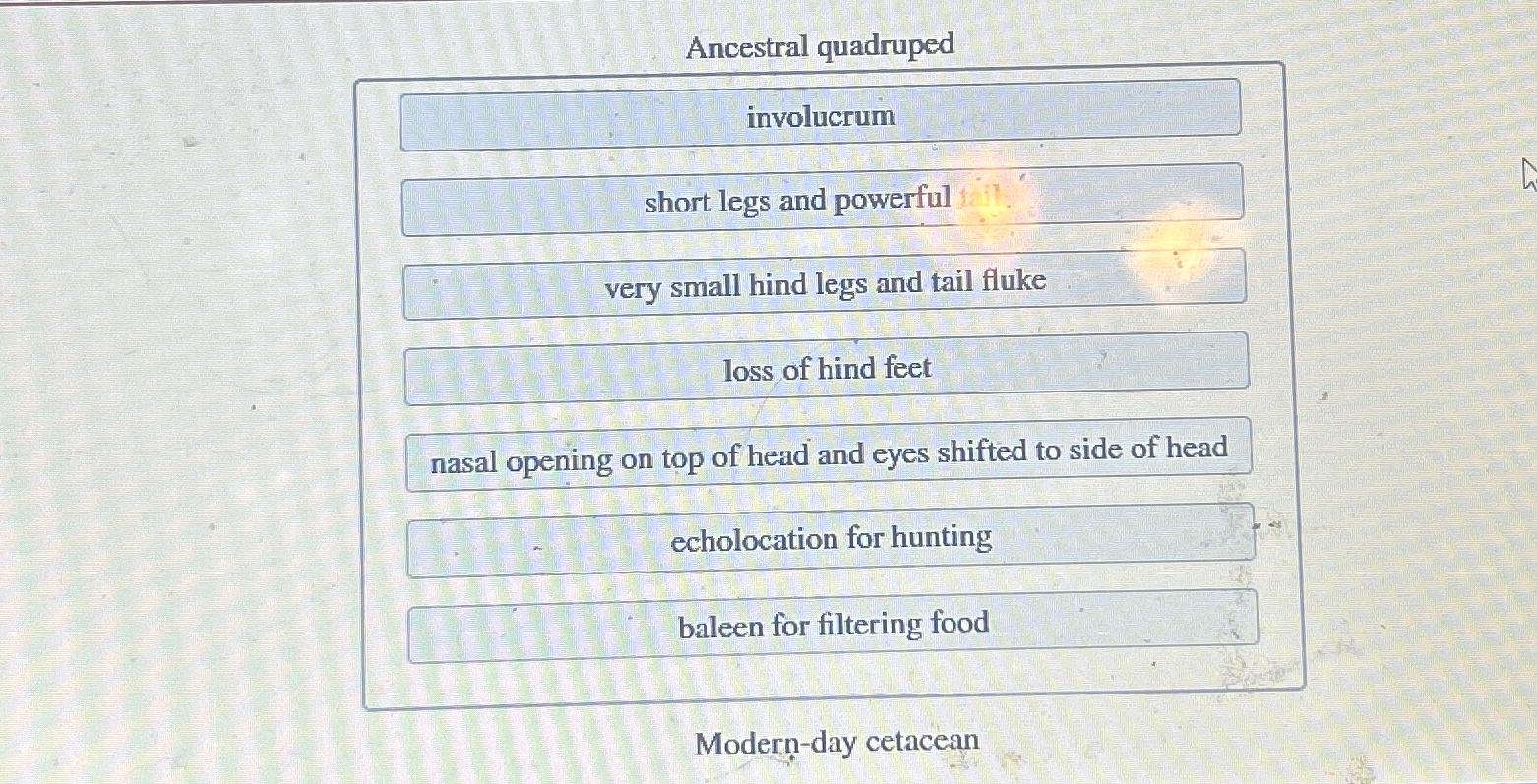 Solved The evolutionary timing of each characteristic | Chegg.com