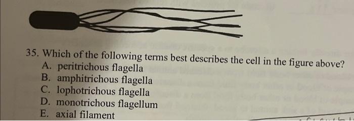 35. Which of the following terms best describes the | Chegg.com