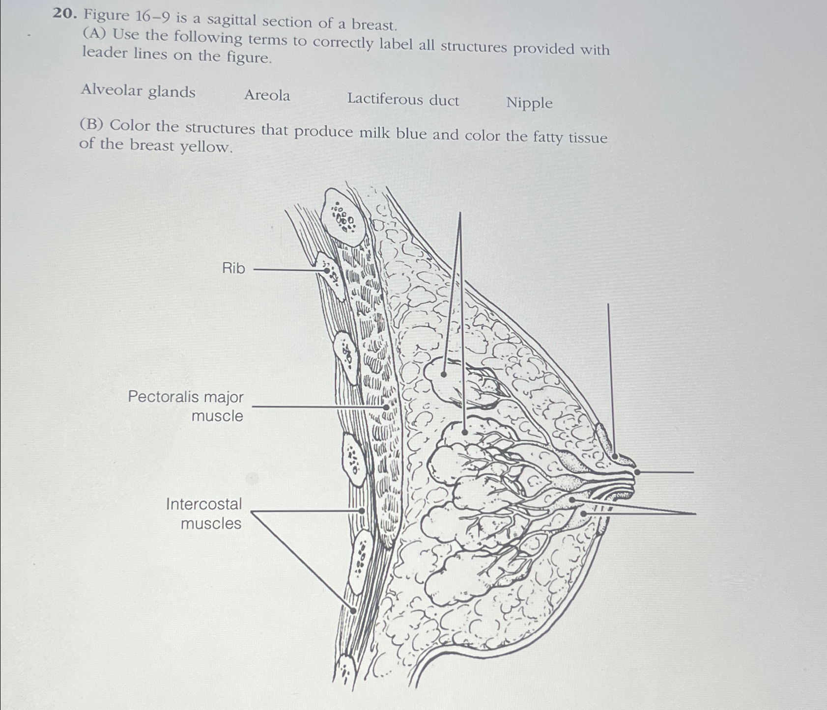 Solved Figure 16-9 ﻿is a sagittal section of a breast.(A) | Chegg.com
