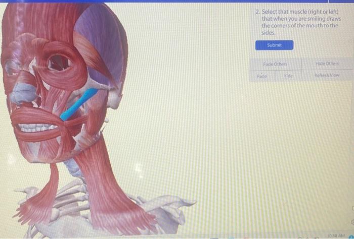 2. Select that muscle (right or left) that when you | Chegg.com