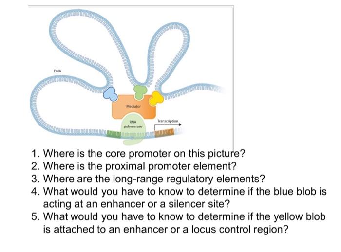 Solved 1. Where is the core promoter on this picture? 2. | Chegg.com