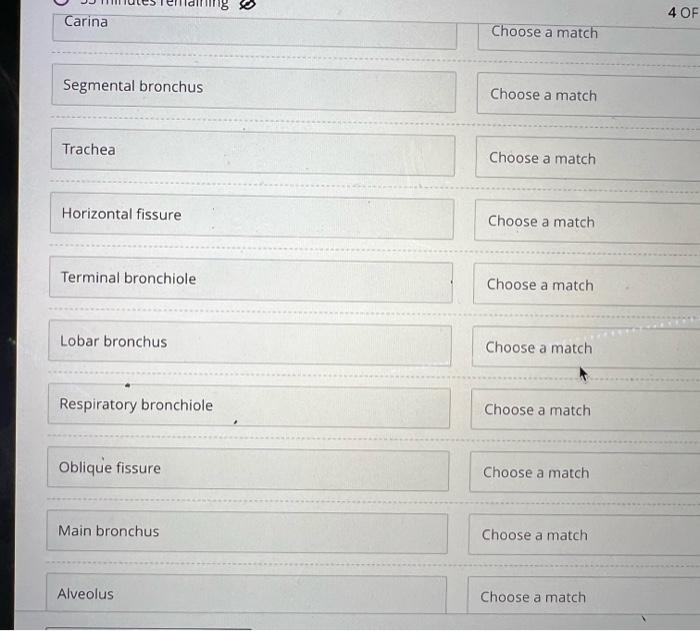 Solved Match structures or regions labeled with letters. The | Chegg.com