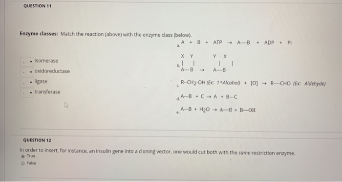 Solved QUESTION 11 Enzyme classes: Match the reaction | Chegg.com