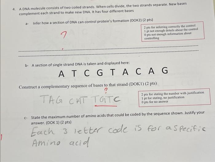 Solved 4. A DNA molecule consists of two coiled strands. | Chegg.com