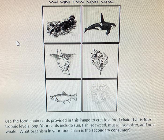 Solved nu iw UM WW Use the food chain cards provided in this | Chegg.com