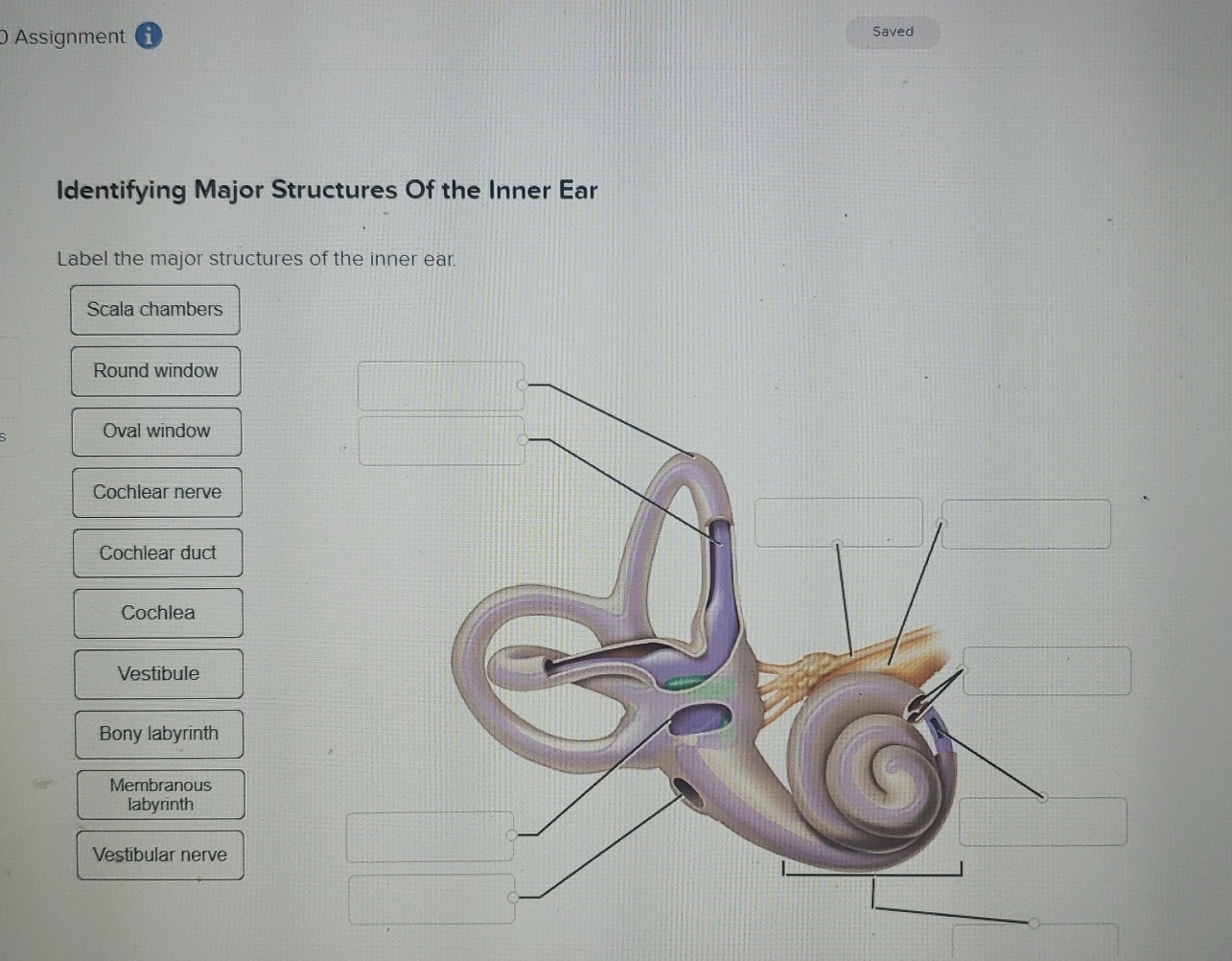 Solved Assignment (iIdentifying Major Structures Of the | Chegg.com