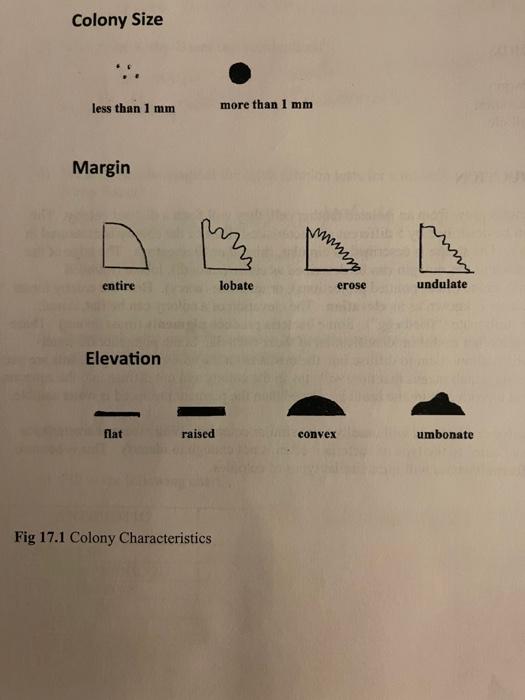Solved OBJECTIVES Be familiar or be able to describe: HD 1) | Chegg.com