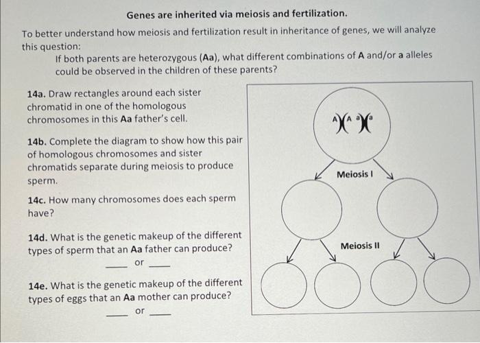 Solved Genes are inherited via meiosis and fertilization. To | Chegg.com