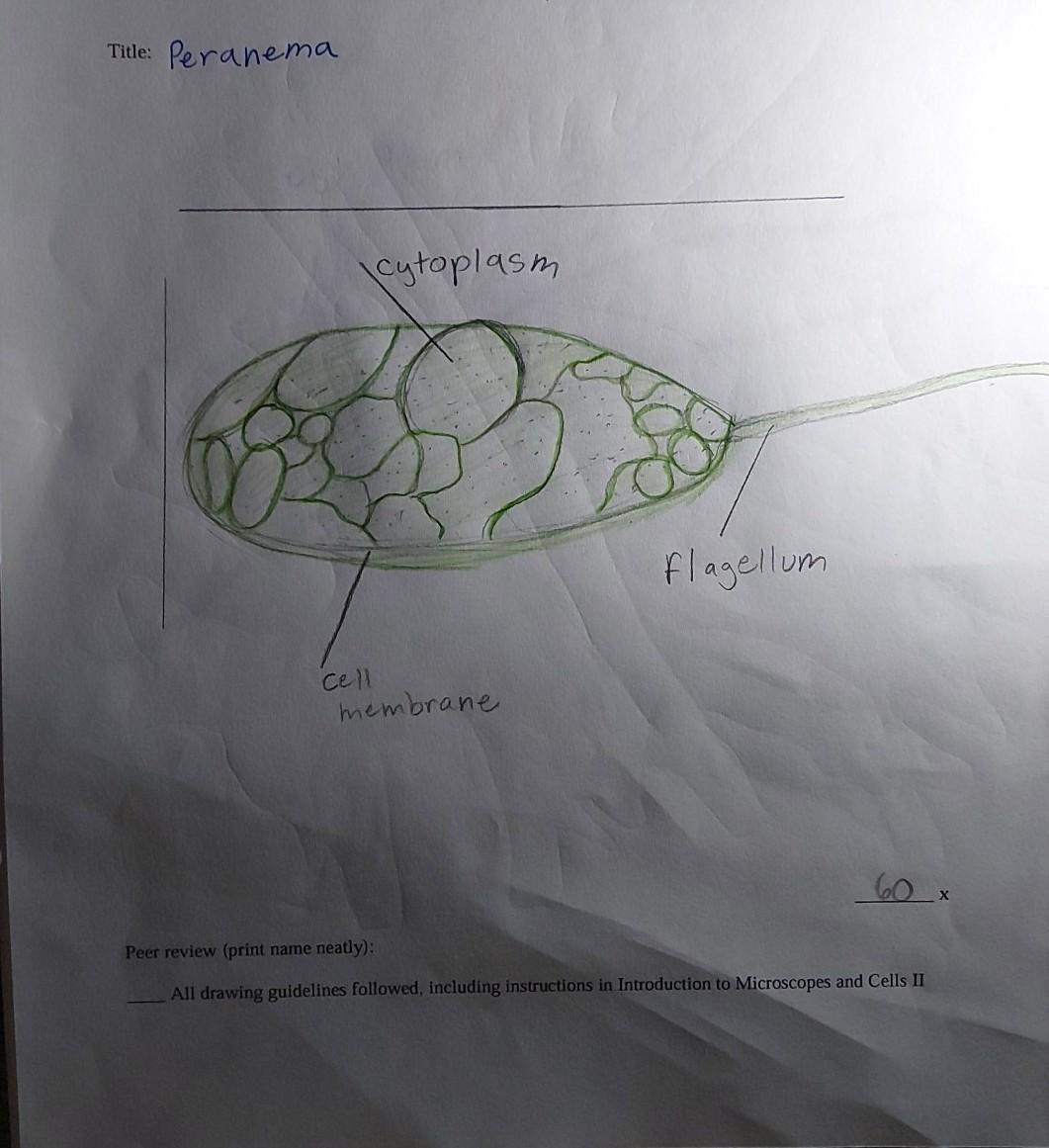 Introduction to Microscopes and Cells II . Learning | Chegg.com