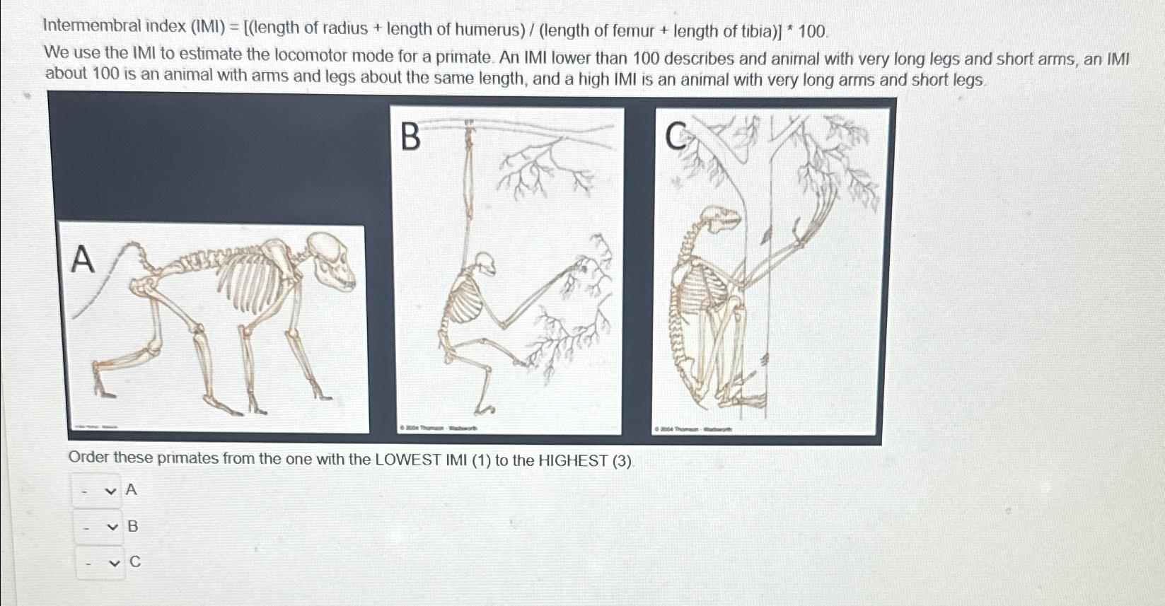 Intermembral index (IMI) ﻿ length of radius + ﻿length | Chegg.com