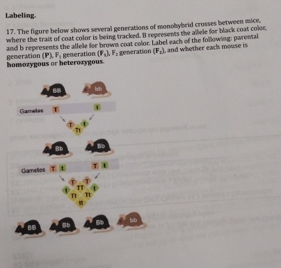 Solved Labeling.The figure below shows several generations | Chegg.com