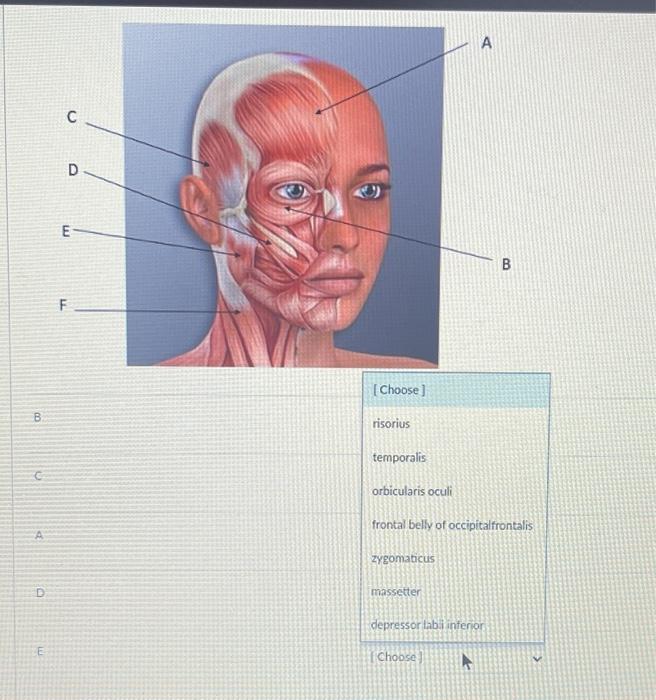 Solved These two muscles elevate the mandible for | Chegg.com