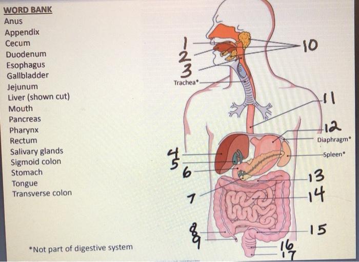 Solved -10 Trachea WORD BANK Anus Appendix Cecum Duodenum | Chegg.com
