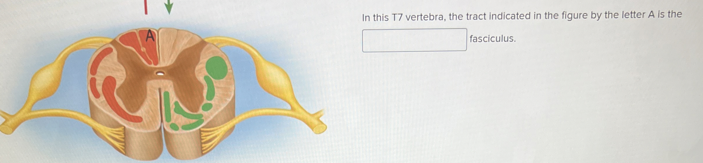 Solved In this T7 ﻿vertebra, the tract indicated in the | Chegg.com