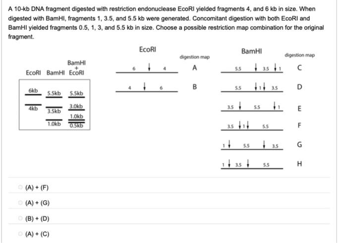 Solved A 10-kb DNA fragment digested with restriction | Chegg.com