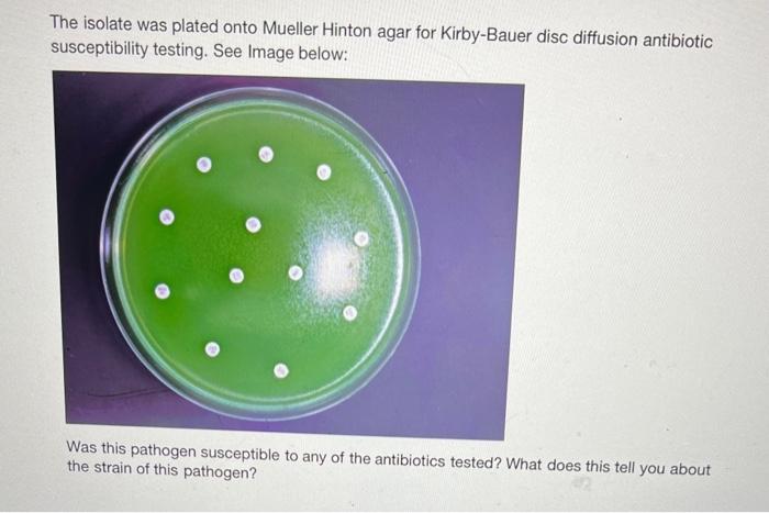 Solved The isolate was plated onto Mueller Hinton agar for | Chegg.com