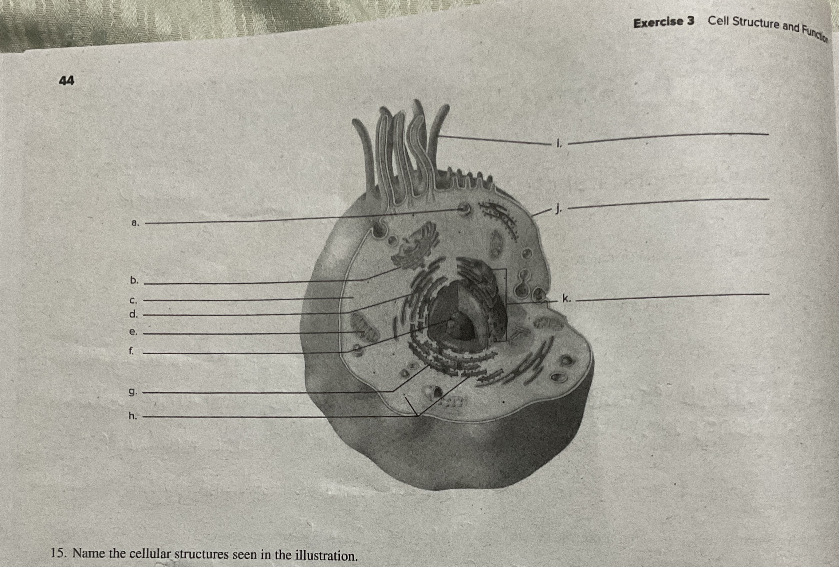 Solved Exercise 3 ﻿Cell Structure and Function15. ﻿Name the | Chegg.com