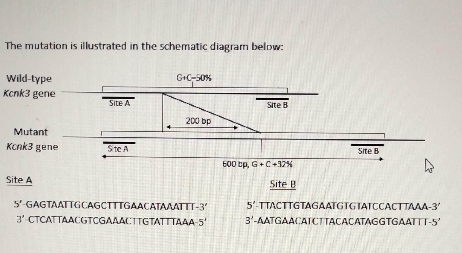 You are a scientist studying pulmonary hypertension | Chegg.com