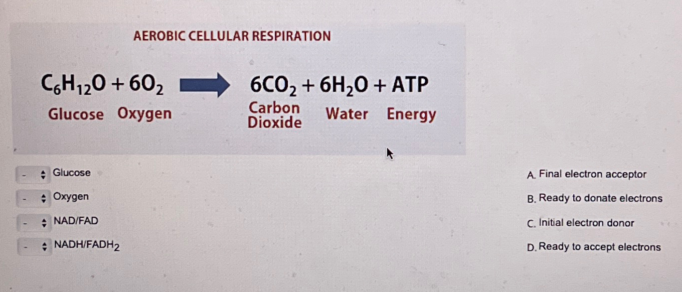 Solved AEROBIC CELLULAR | Chegg.com