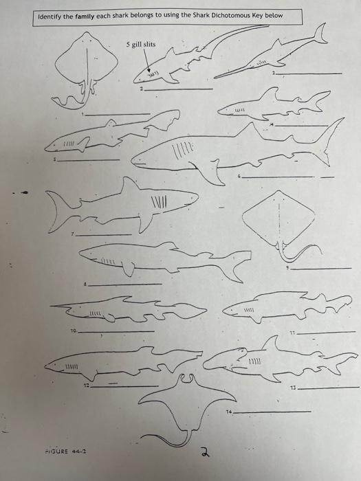 Solved Shark Dichotomous Key In science we use many helping | Chegg.com