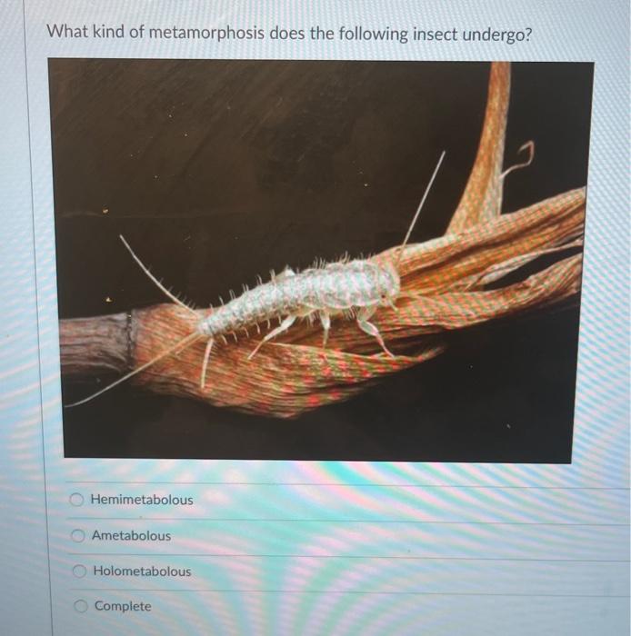 Solved What kind of metamorphosis does the following insect | Chegg.com