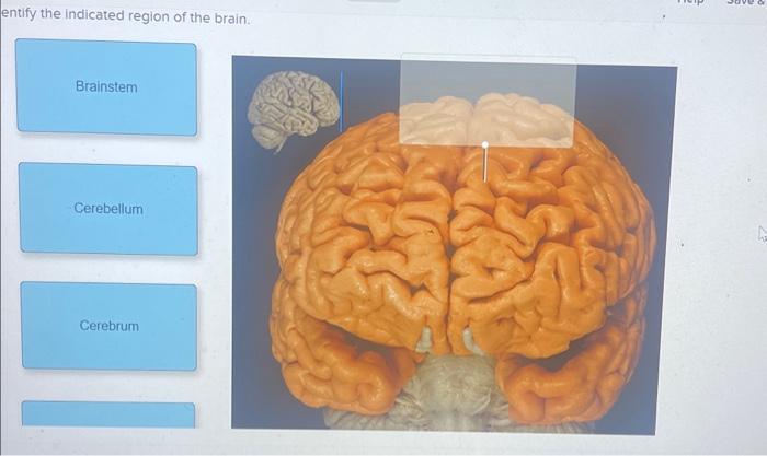 Solved entify the indicated region of the brain. | Chegg.com