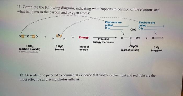 Solved 11. Complete the following diagram, indicating what | Chegg.com