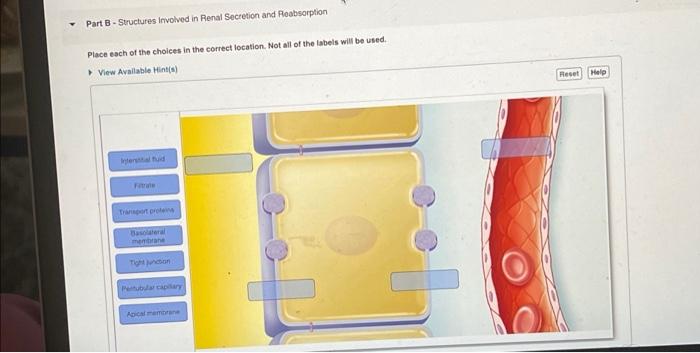 Solved Part B - Structures Involved in Renal Secretion and | Chegg.com