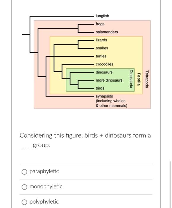 Solved Considering this figure, the warbler finches are | Chegg.com