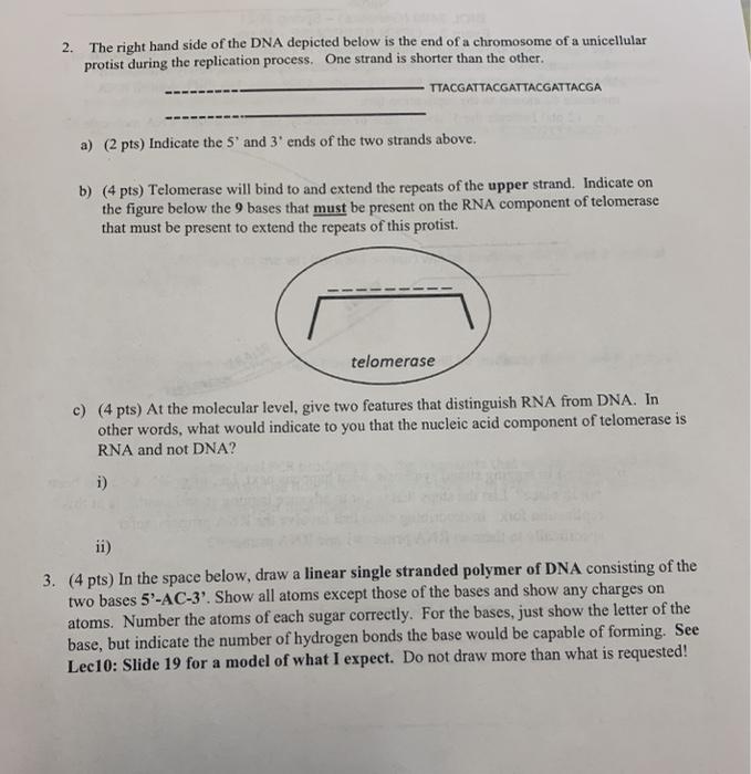 Solved 2. The right hand side of the DNA depicted below is | Chegg.com