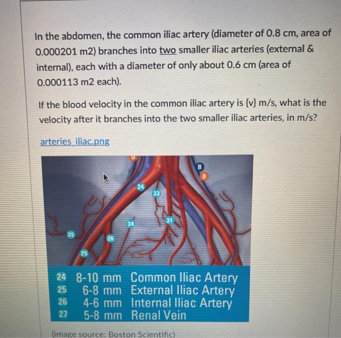 Solved In the abdomen, the common iliac artery (diameter of | Chegg.com