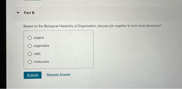 Solved Based on the Biological Hierarchy of Organization, | Chegg.com