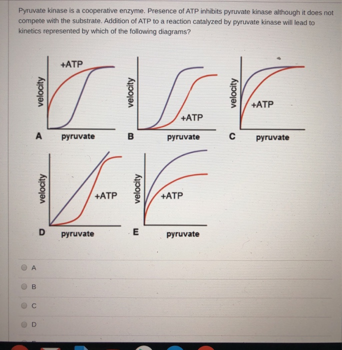 Solved Pyruvate Kinase Is A Cooperative Enzyme Presence Of