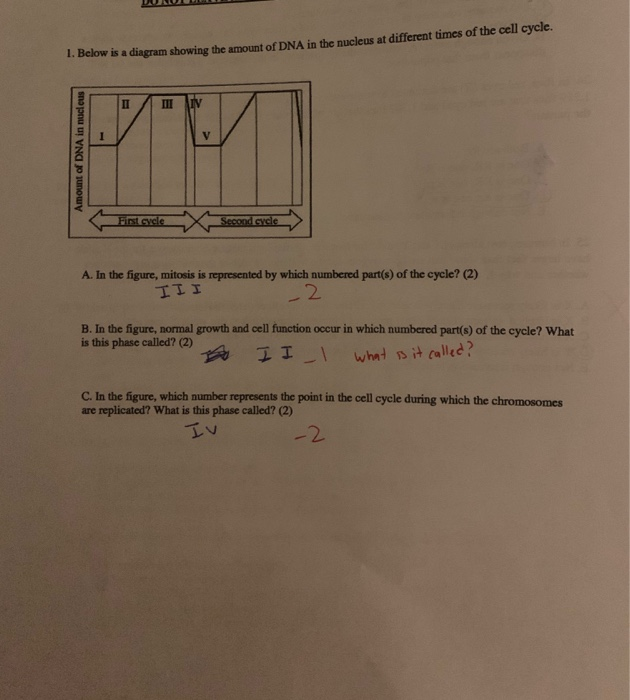 Solved 1. Below is a diagram showing the amount of DNA in | Chegg.com