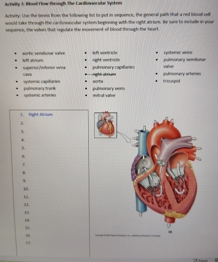 Solved Activity 3: Blood How through the Cardiovascular | Chegg.com