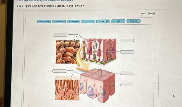 Solved Focus Figure 3.12: Small Intestine Structure and | Chegg.com