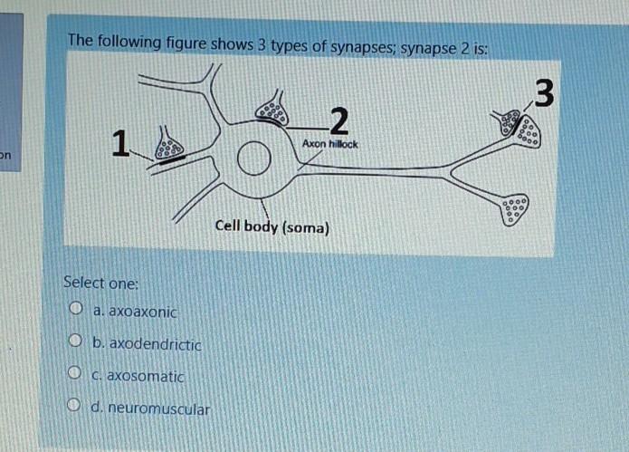 Solved The following figure shows 3 types of synapses; | Chegg.com