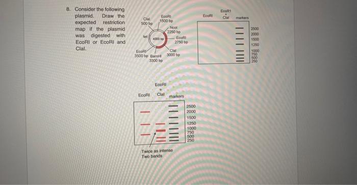 Solved B. Consider the following plasmid. Draw the expected | Chegg.com