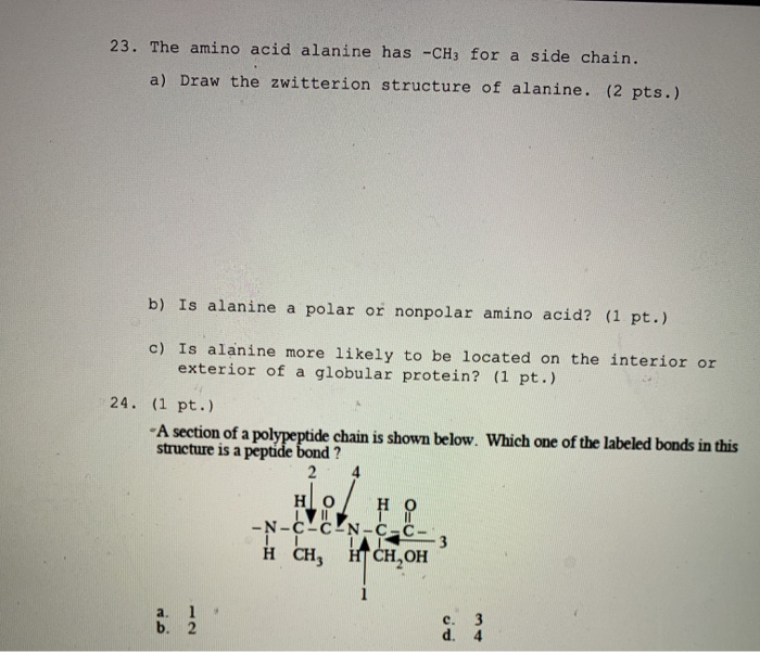 Solved 23. The amino acid alanine has -CH3 for a side chain. | Chegg.com
